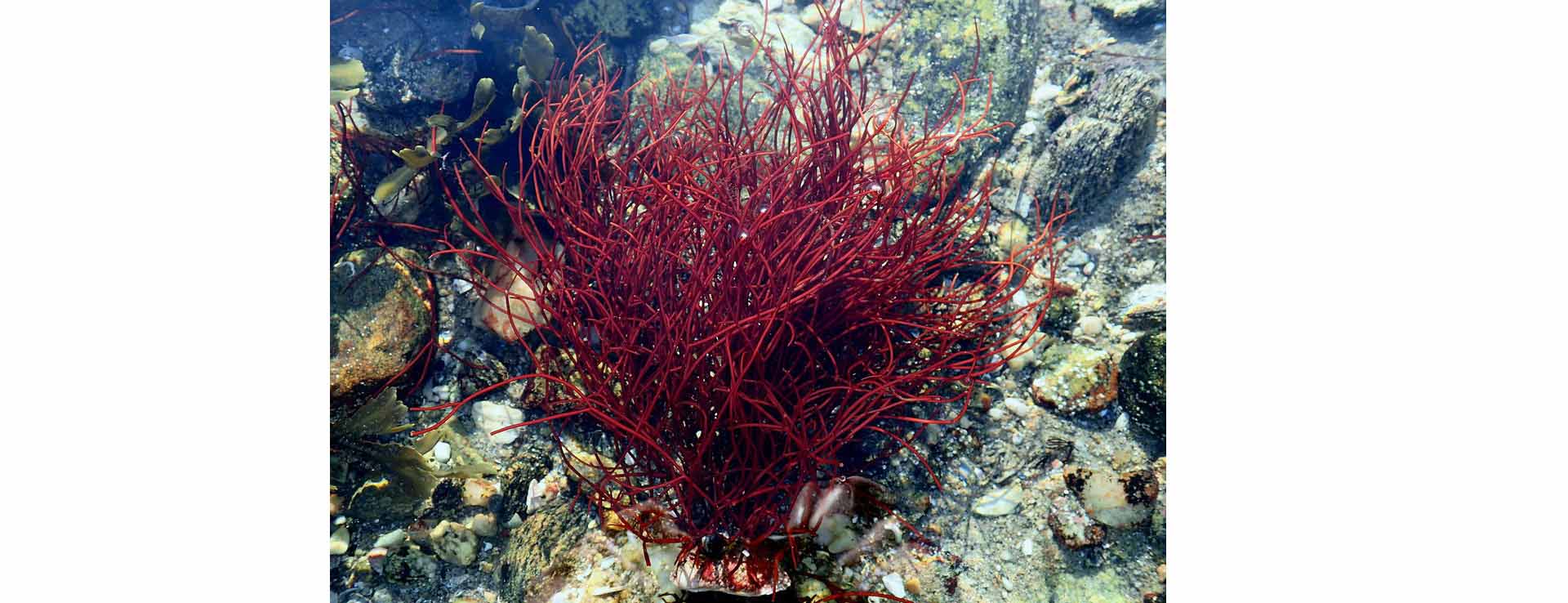 Seaweed Red Algae Gracilaria Supplier Exporter