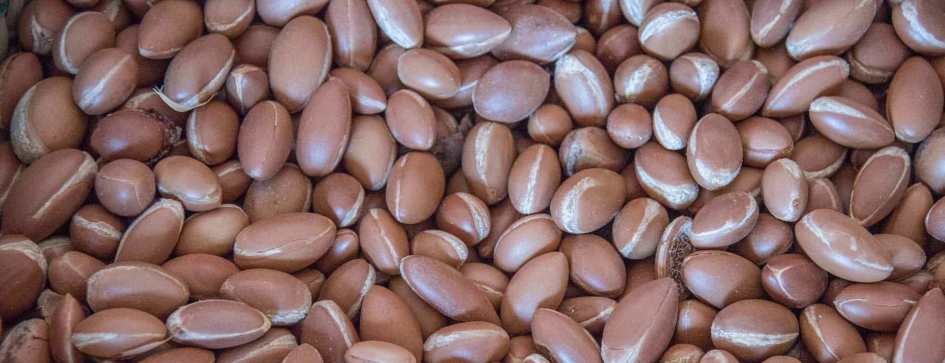 Argan seeds Supplier Exporter from Morocco