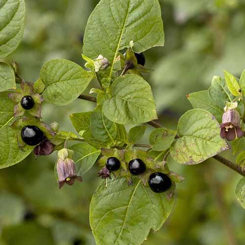 Atropa Belladonna Wholesale Supplier Exporter from Morocco